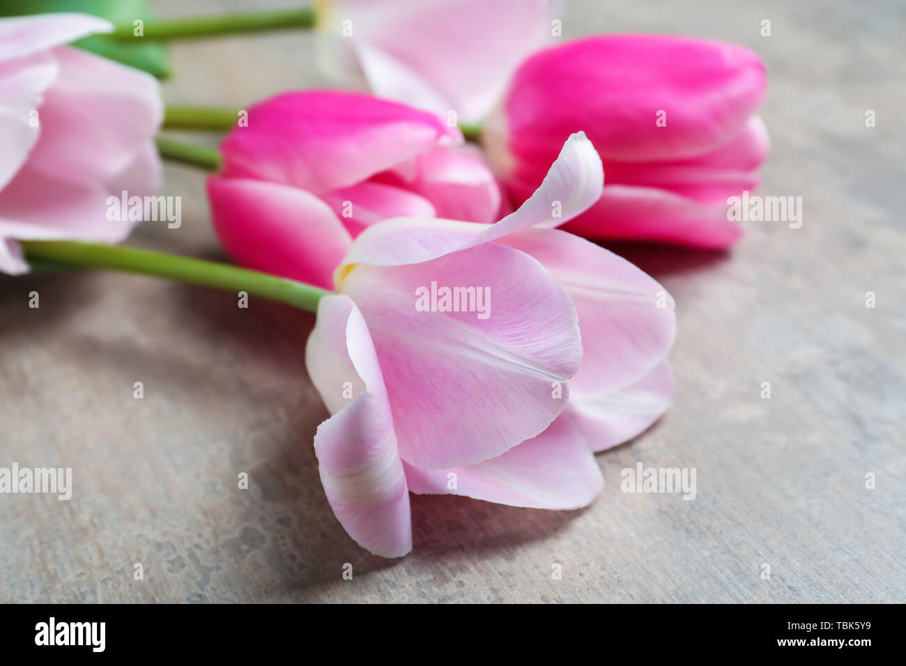 Beautiful tulip flowers on grey background Stock Photo - Alamy