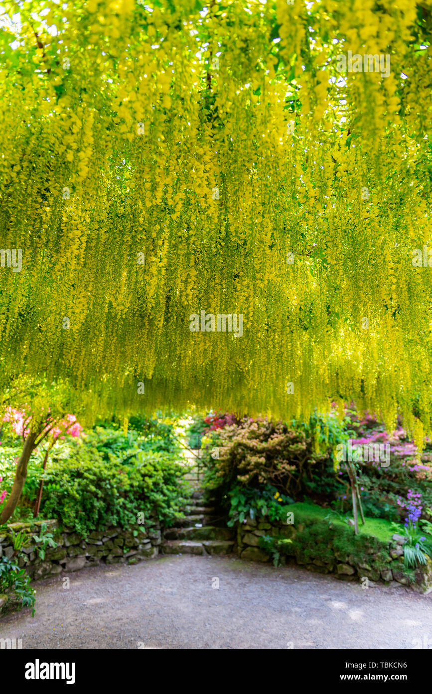 Laburnum Arch High Resolution Stock Photography and Images - Alamy