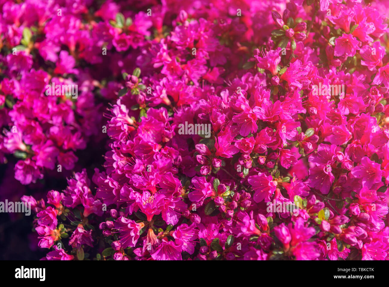 Beautiful Garden with blooming trees during spring time, Wales, UK ...