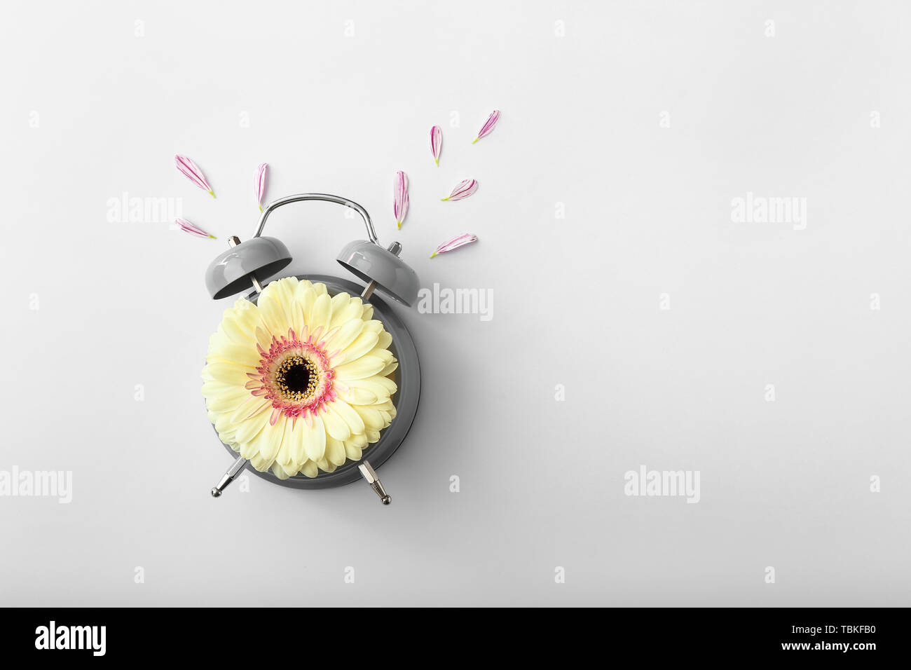Beautiful flower with alarm clock on white background Stock Photo - Alamy