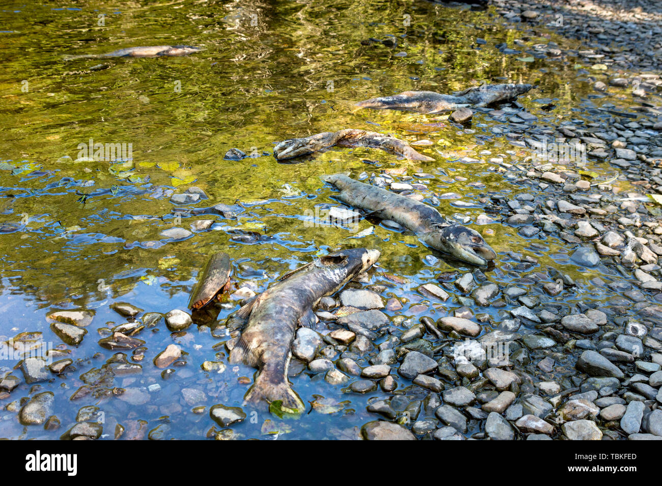 Dead Chinook Salmon in Ketchikan Creek, Alaska. Returning Salmon were ...