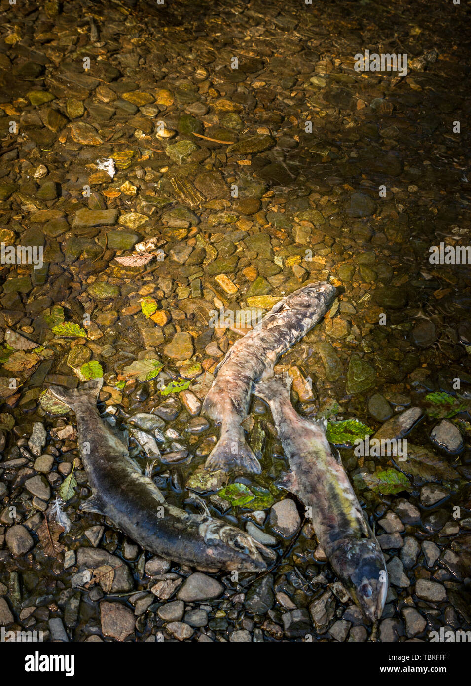 Salmon lifecycle hi-res stock photography and images - Alamy
