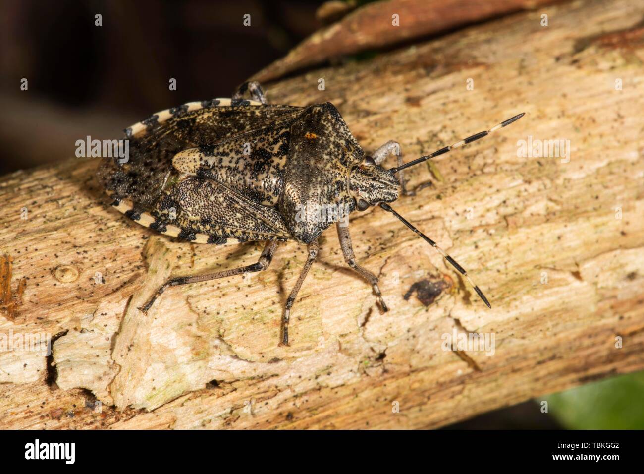 Raphigaster nebulosa hi-res stock photography and images - Alamy