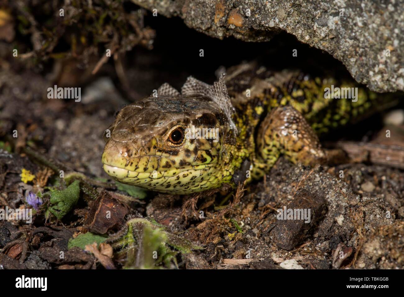 Skinning hi-res stock photography and images - Alamy
