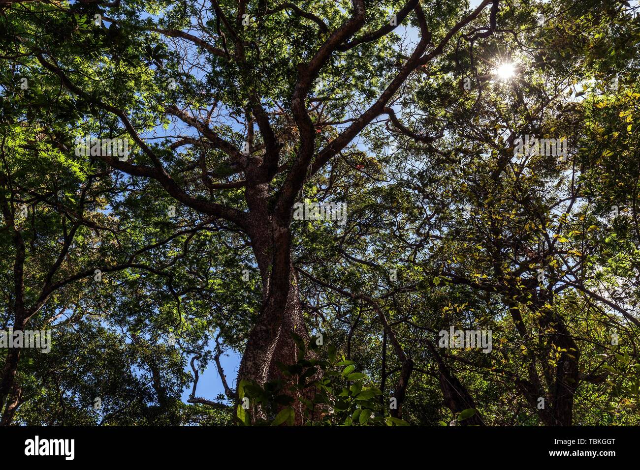 Sandbox tree hura crepitans hi-res stock photography and images - Alamy