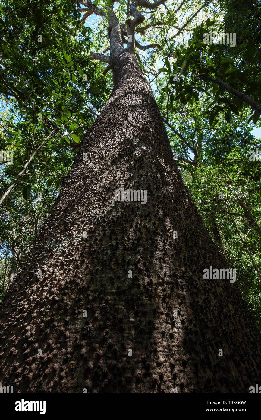 Sandbox Tree High Resolution Stock Photography and Images - Alamy