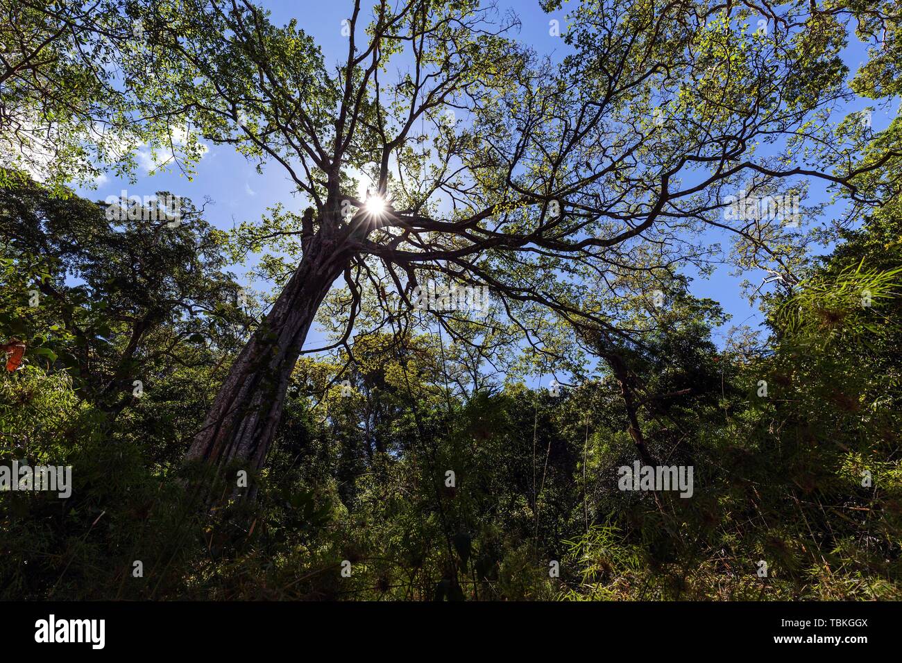 Jungle tree, building crown in rainforest, back light with sun star ...