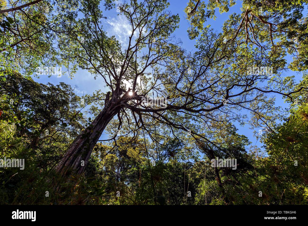 Jungle tree, building crown in rainforest, back light with sun star ...