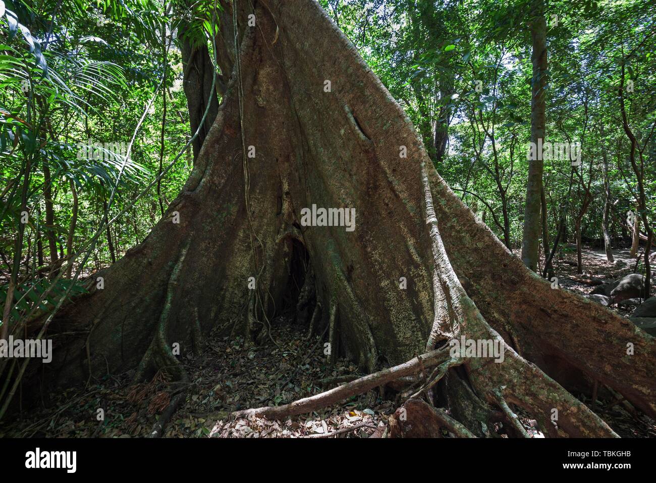 Board roots of a jungle tree in the national park Rincon de la Vieja ...
