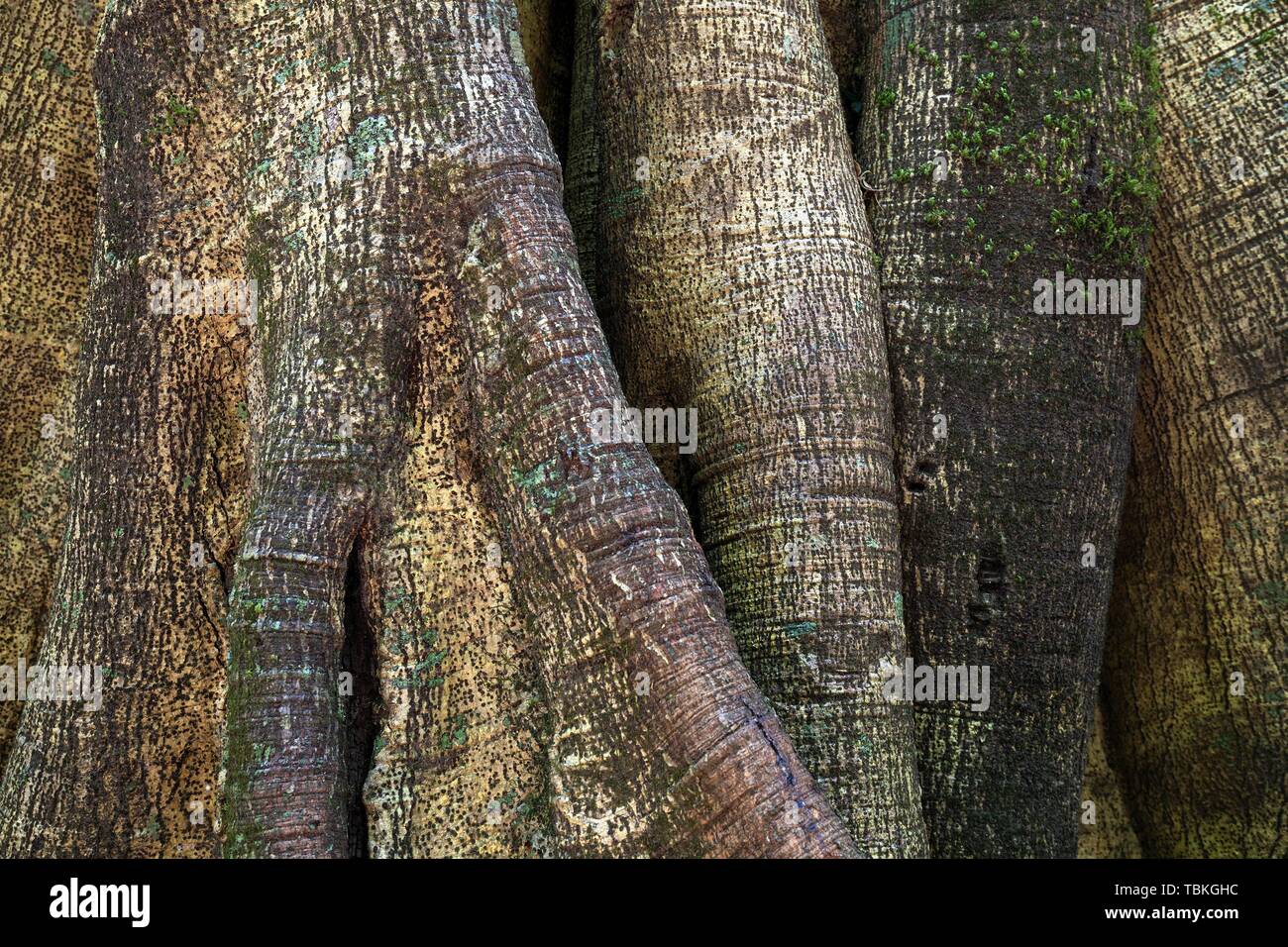 Closely related tree trunks of tropical jungle trees hi-res stock ...