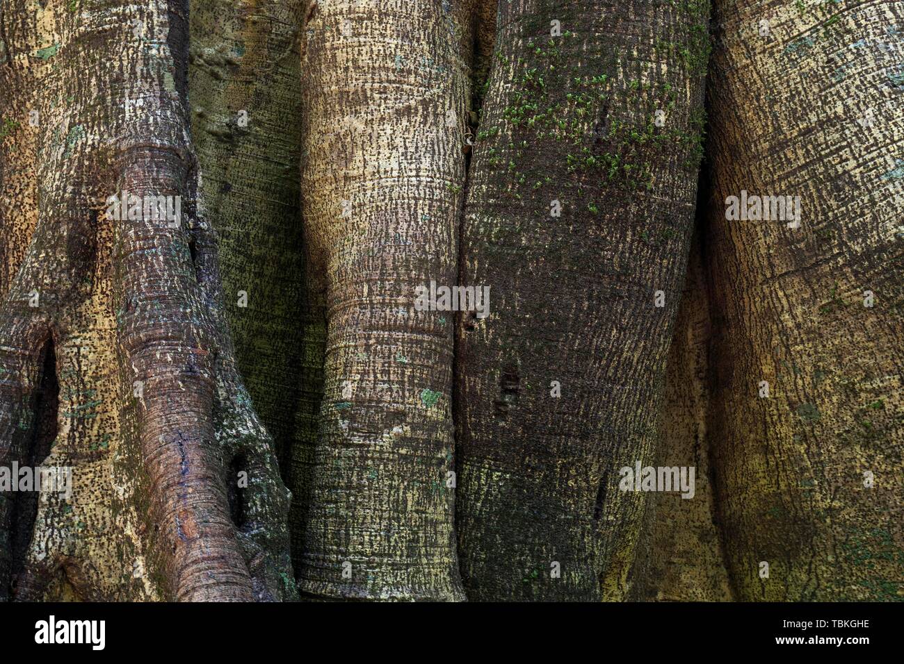 Closely related tree trunks of tropical jungle trees, detail, Rincon de ...