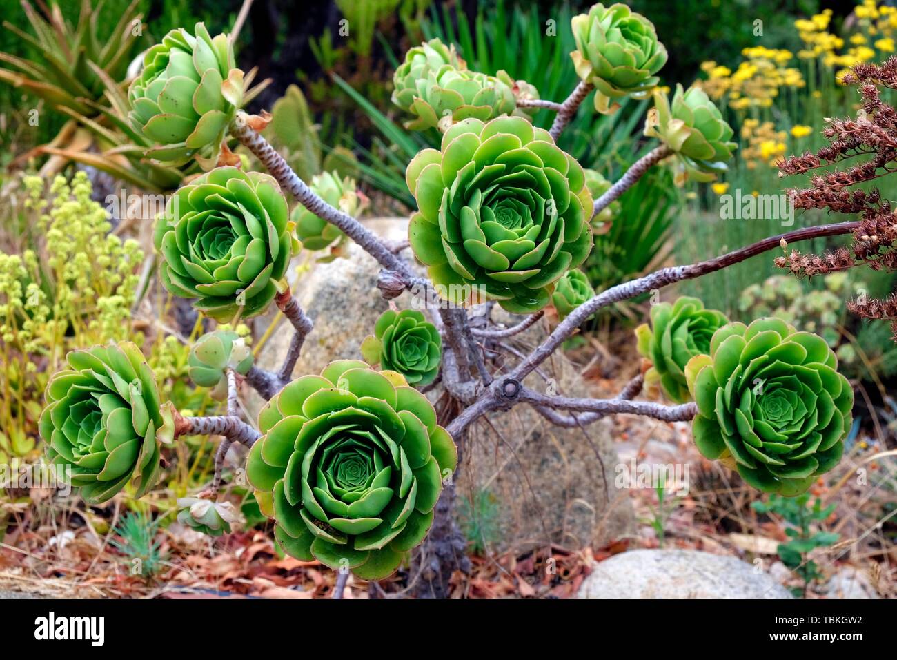 Tree aeonium aeonium arboreum hi-res stock photography and images - Alamy