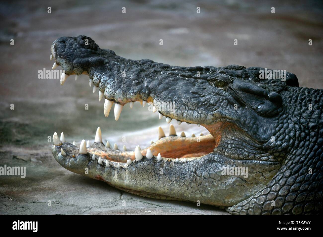 Saltwater crocodile (Crocodylus porosus), mouth open, animal portrait ...