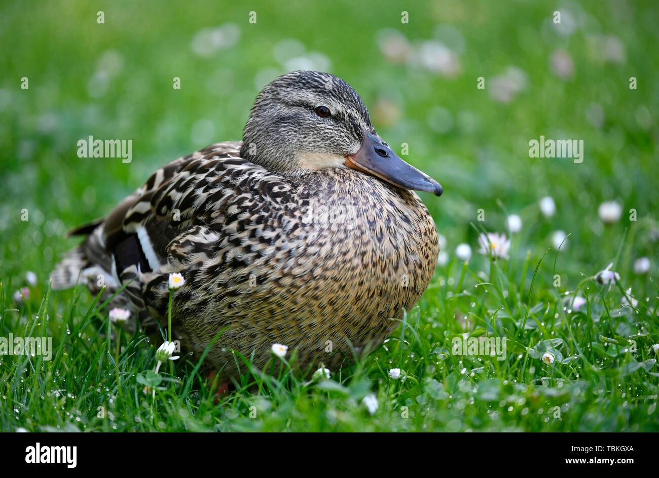 Mallard anas platyrhynchos female standing in a meadow hi-res stock ...