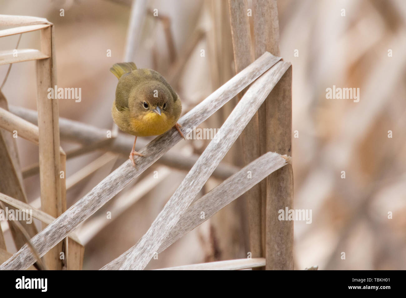 Common yellowthroat female hi-res stock photography and images - Alamy