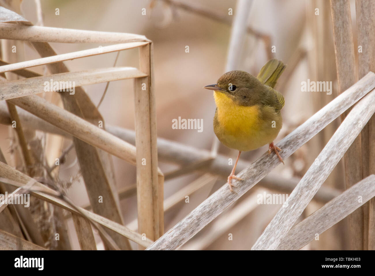 Common yellowthroat female bird hi-res stock photography and images - Alamy