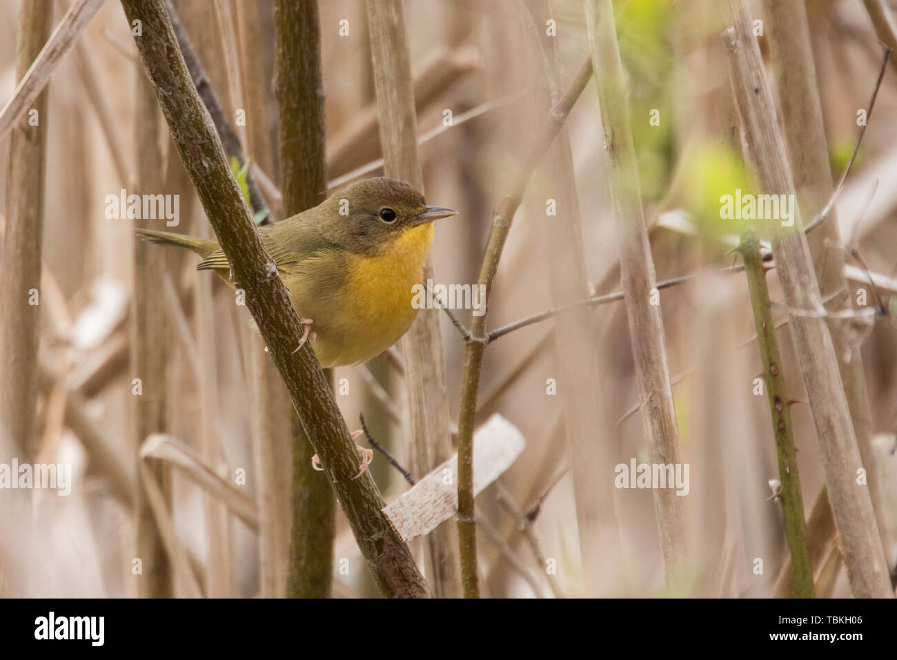 Common yellowthroat female hi-res stock photography and images - Alamy