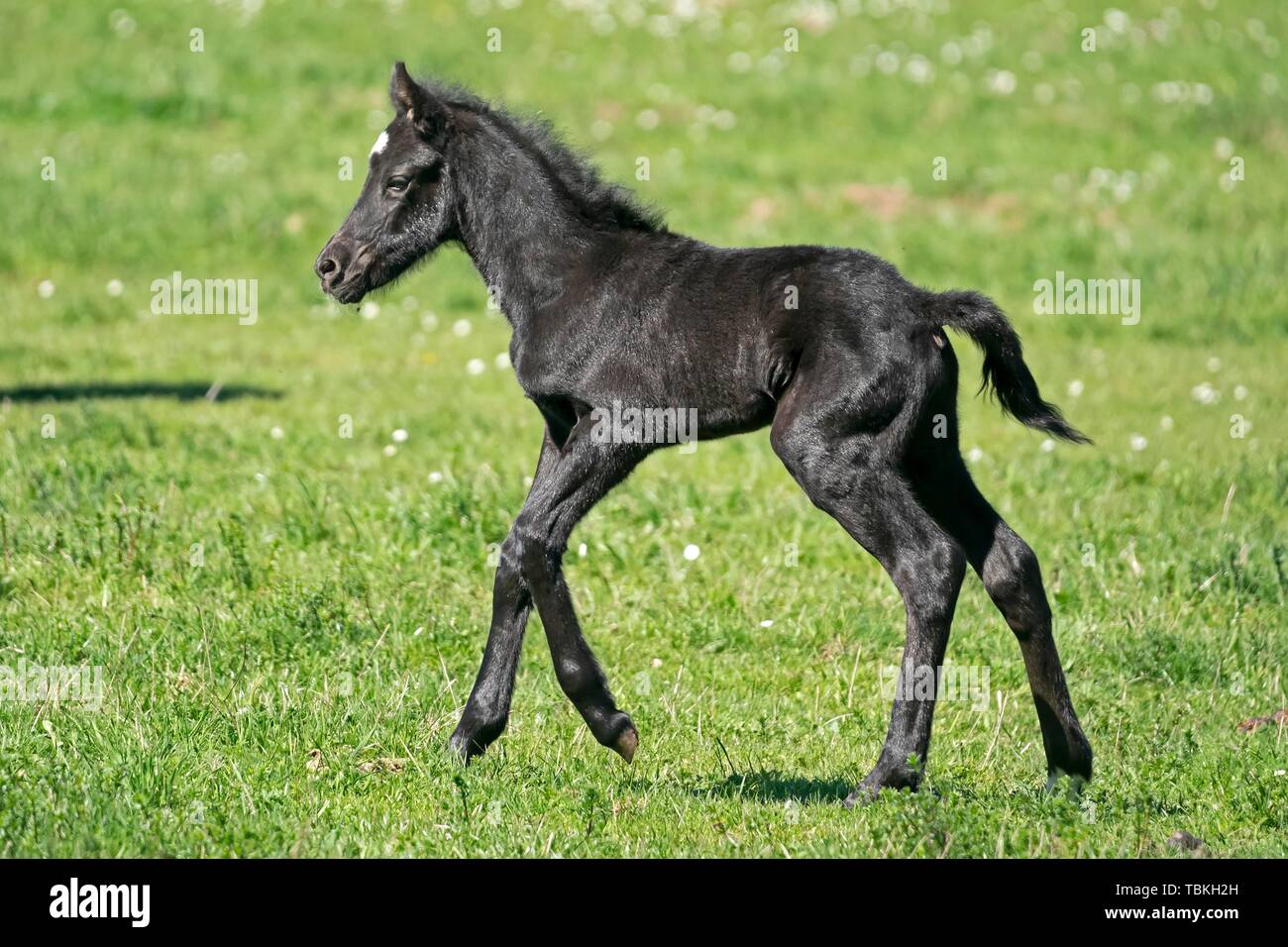 Domestic horse, black foal runs on pasture, Germany Stock Photo - Alamy