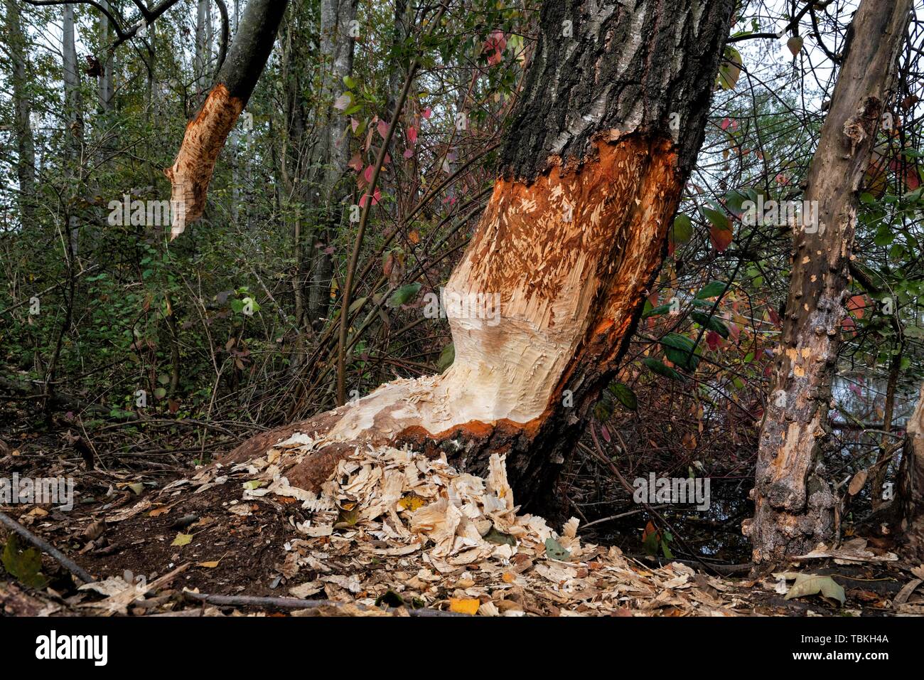 Oberding germany hi-res stock photography and images - Alamy
