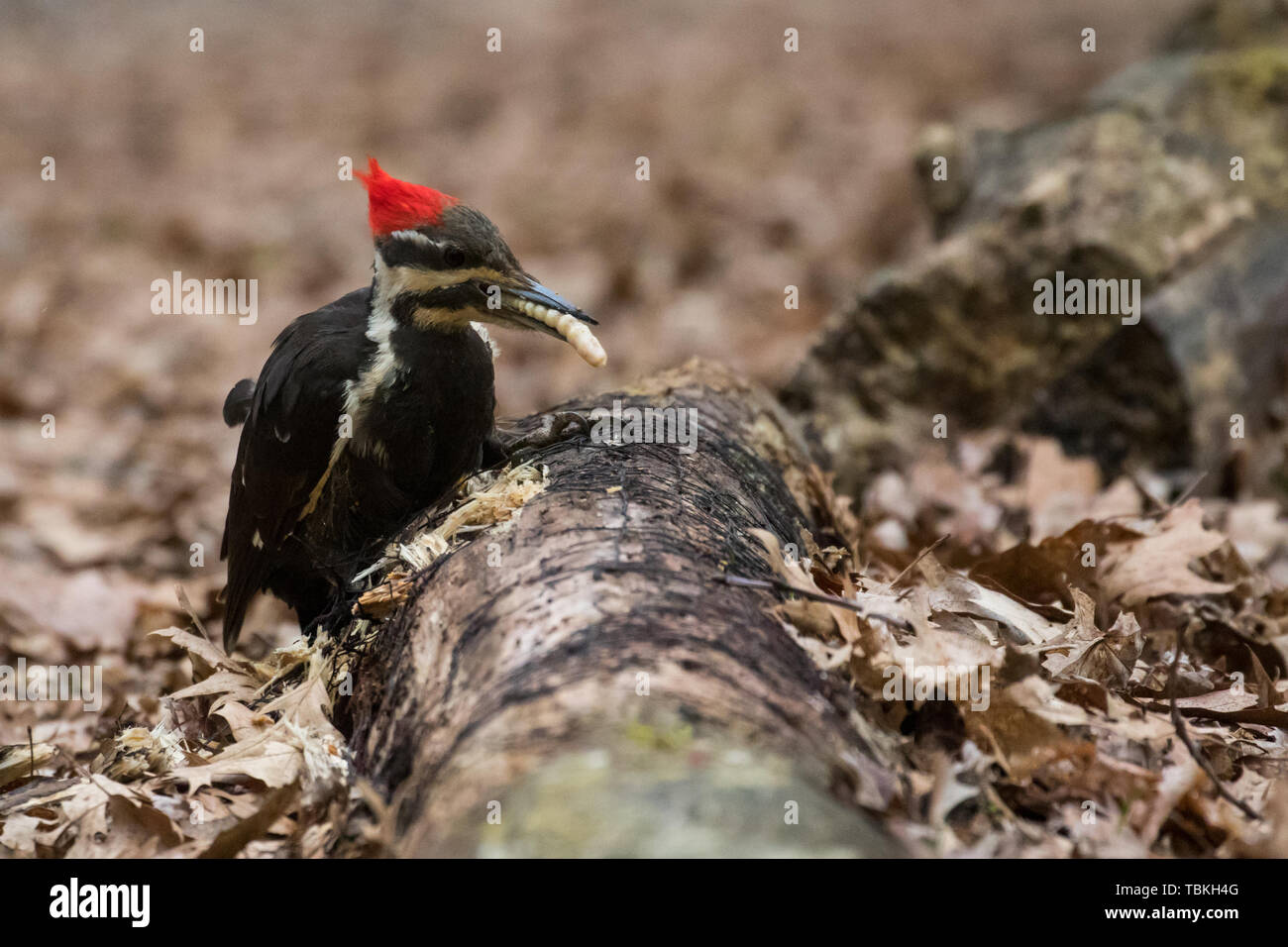 Pileated Woodpecker eating grub Stock Photo - Alamy