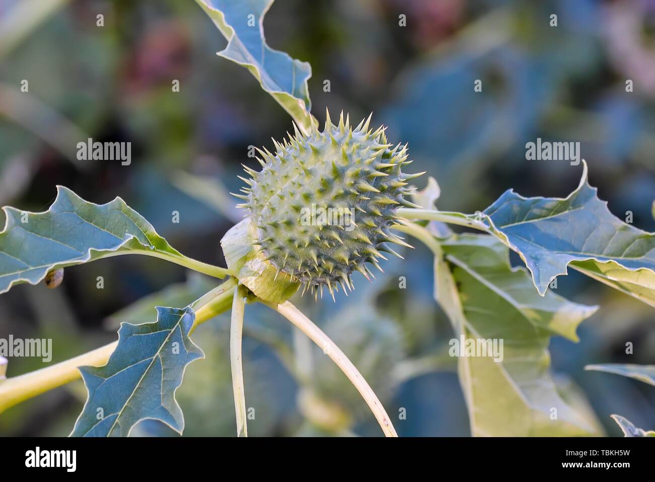 Jimson weed hi-res stock photography and images - Alamy