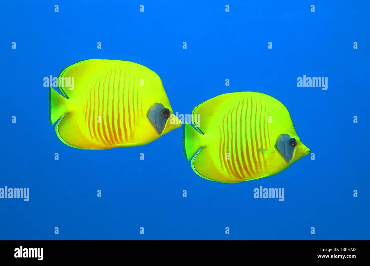 Red sea butterflyfishes hi-res stock photography and images - Alamy