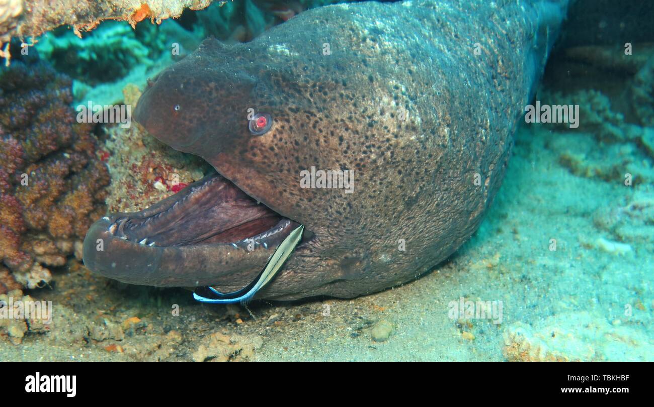 Giant Moray moray (Gymnothorax javanicus) with cleaner fish ...