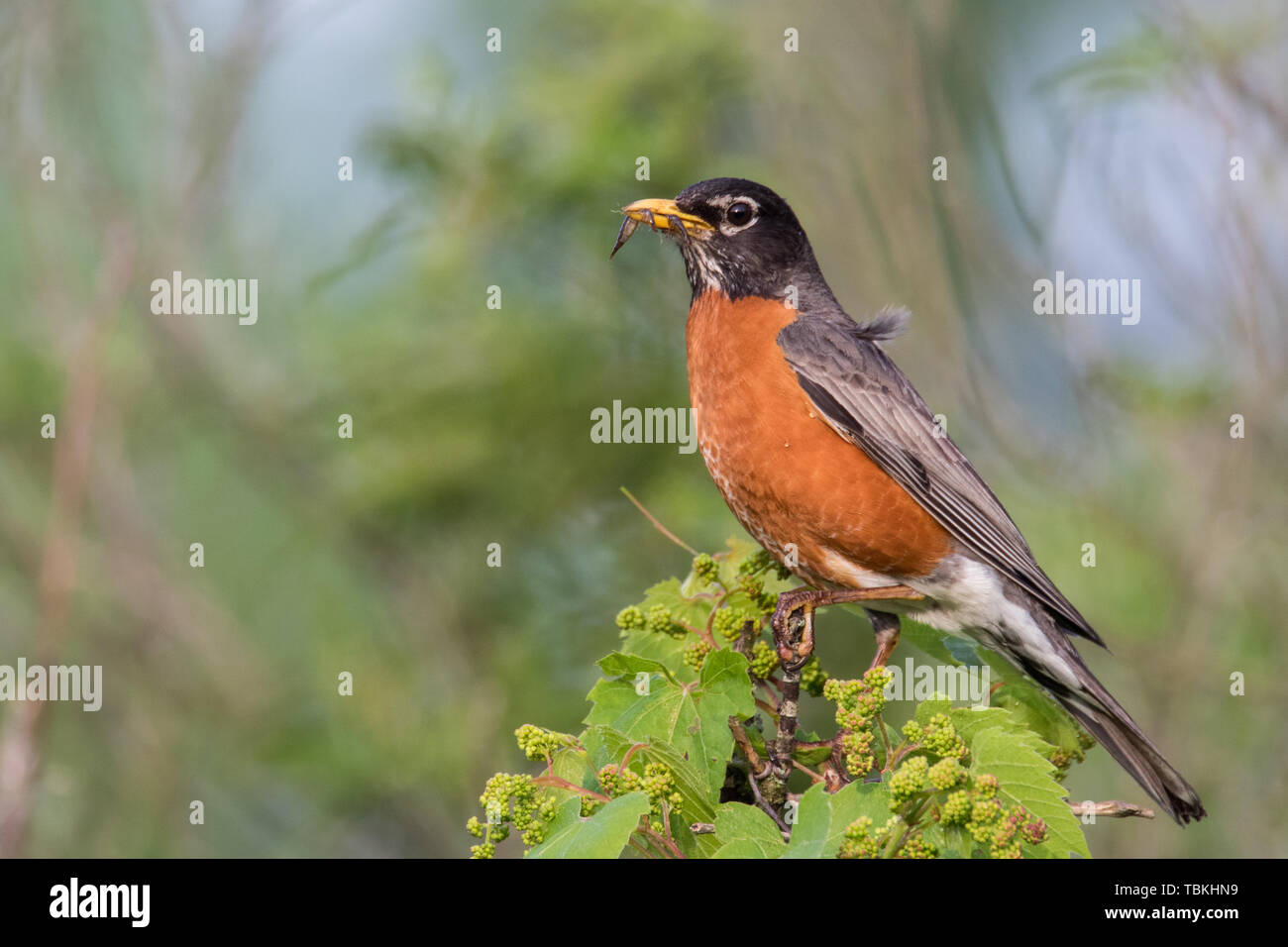 American Robin eating insects Stock Photo - Alamy