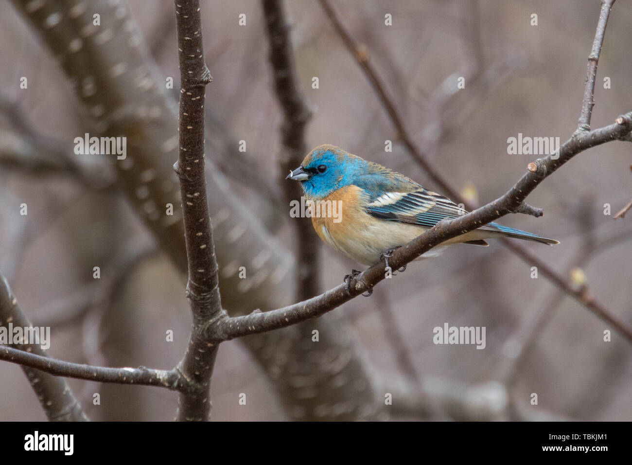 Lazuli Bunting High Resolution Stock Photography and Images - Alamy