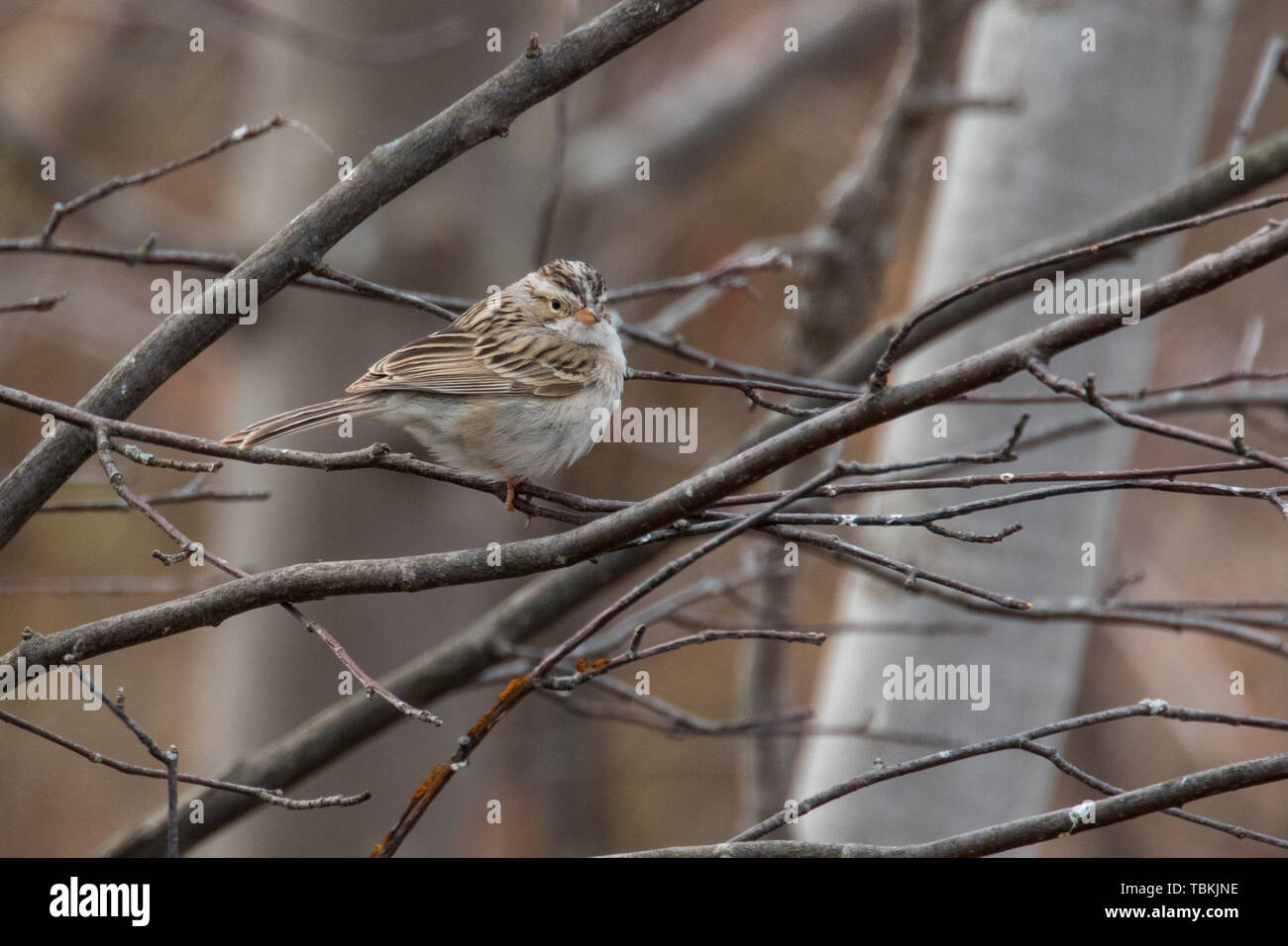 Clay Colored Sparrow High Resolution Stock Photography and Images - Alamy
