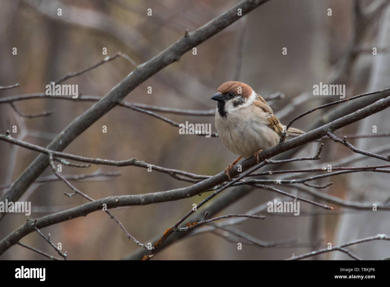 Eurasian Tree Sparrow Stock Photo - Alamy