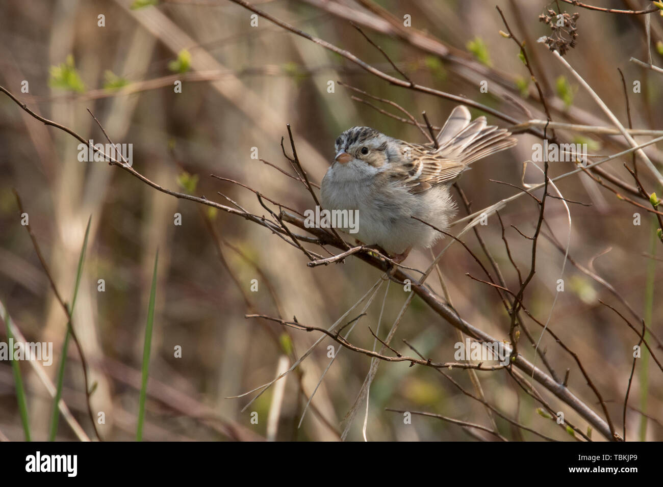 Clay Colored Sparrow High Resolution Stock Photography and Images - Alamy