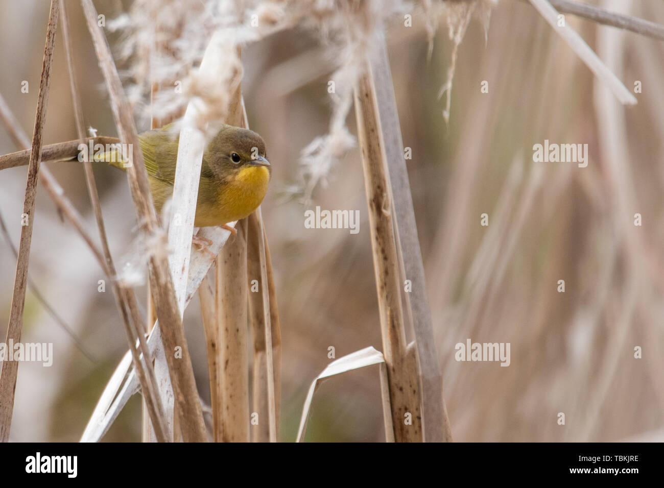 Common yellowthroat female hi-res stock photography and images - Alamy