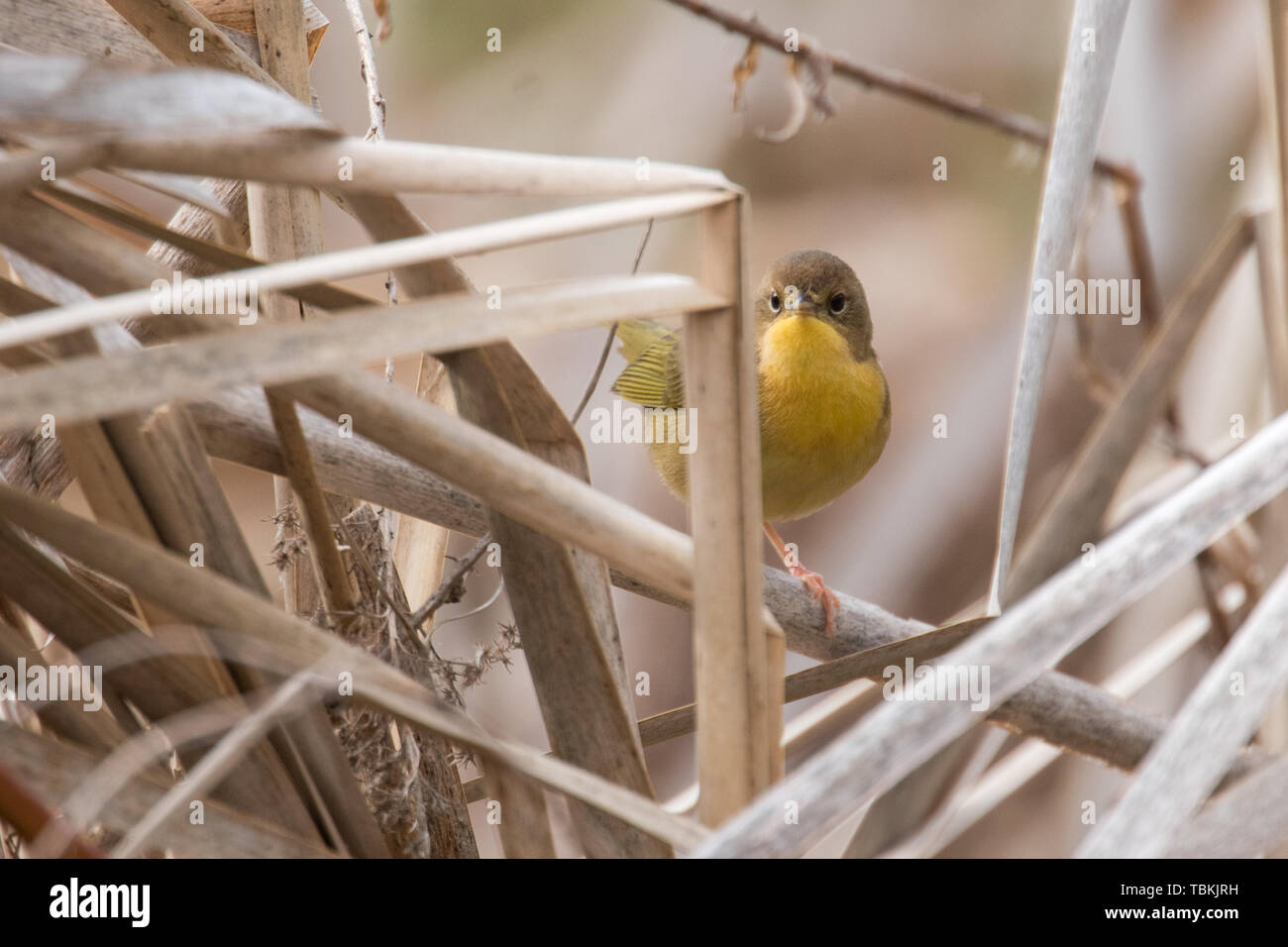 Common yellowthroat female hi-res stock photography and images - Alamy