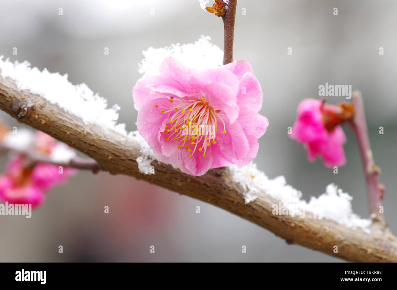 Snow plum blossom blossom hi-res stock photography and images - Alamy