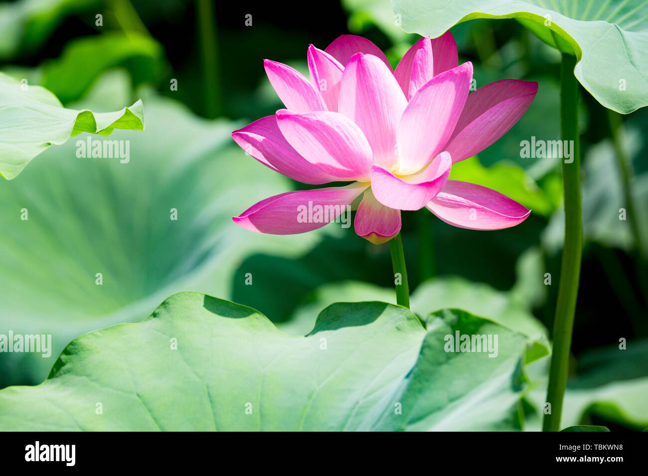 Features petals hi-res stock photography and images - Alamy