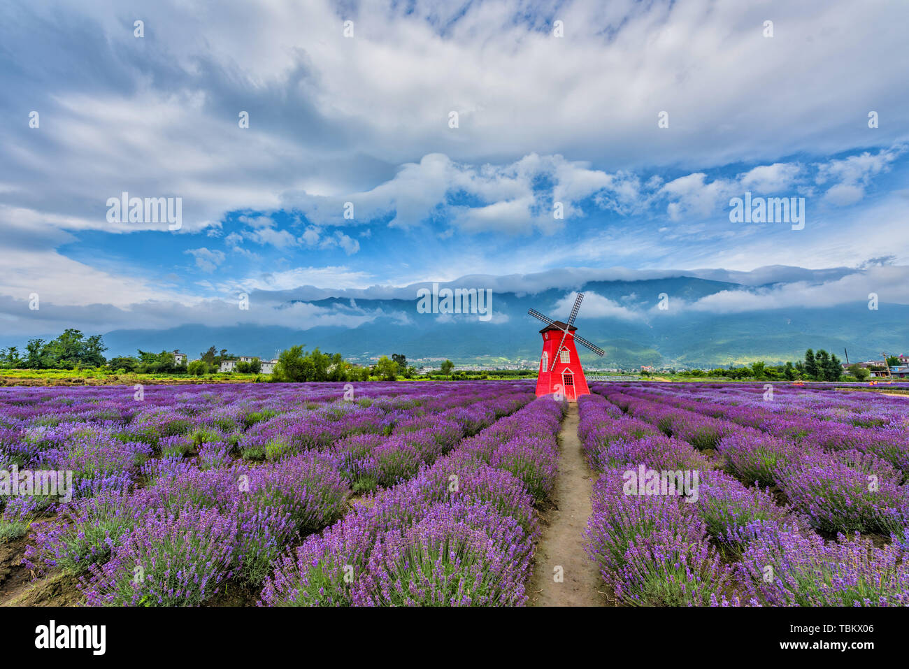 Lavender manor hi-res stock photography and images - Alamy
