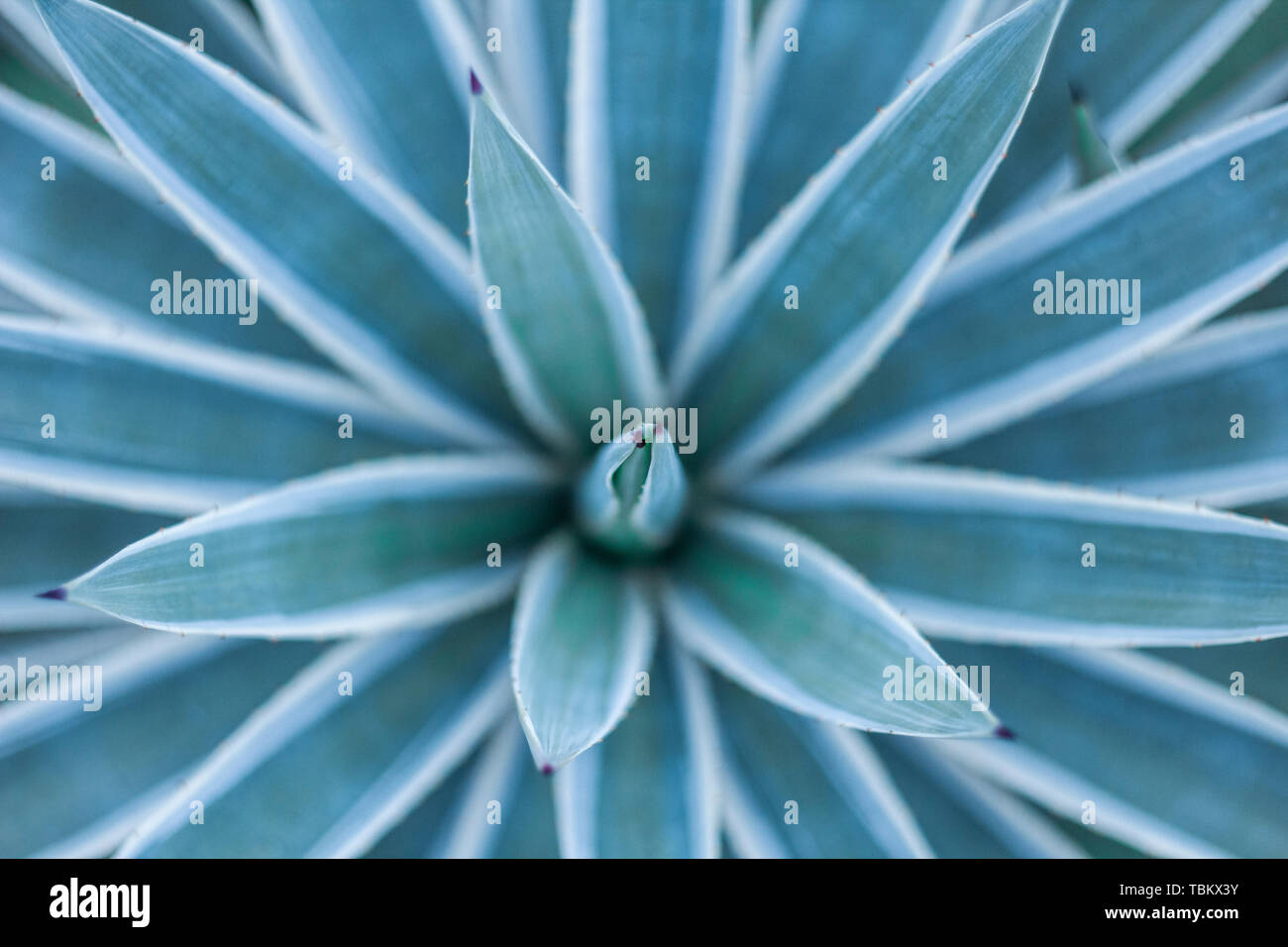 Sisal plants hi-res stock photography and images - Alamy