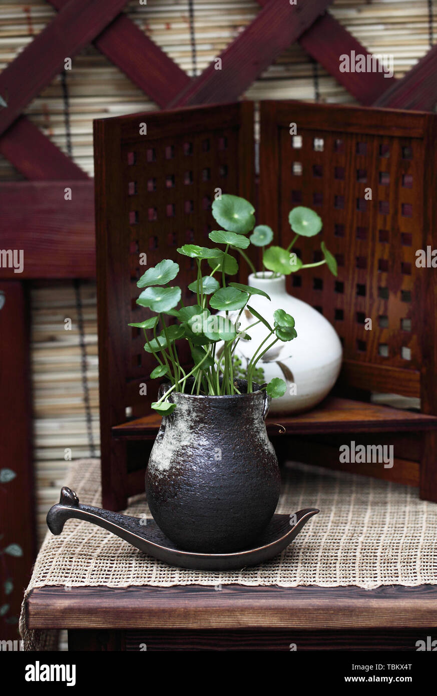 Cute copper money grass Stock Photo - Alamy