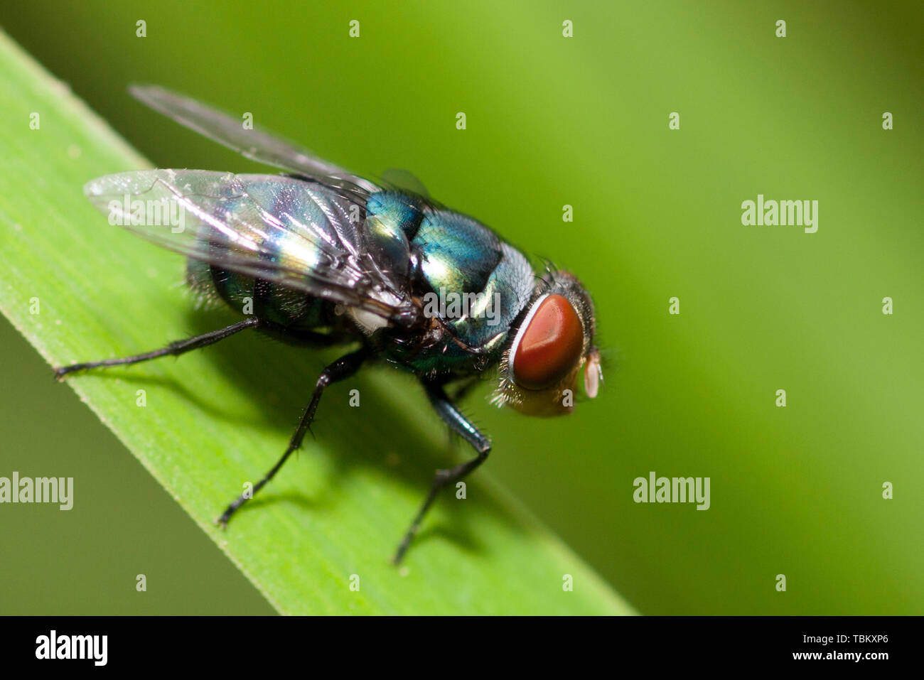 Fluff bugs hi-res stock photography and images - Alamy