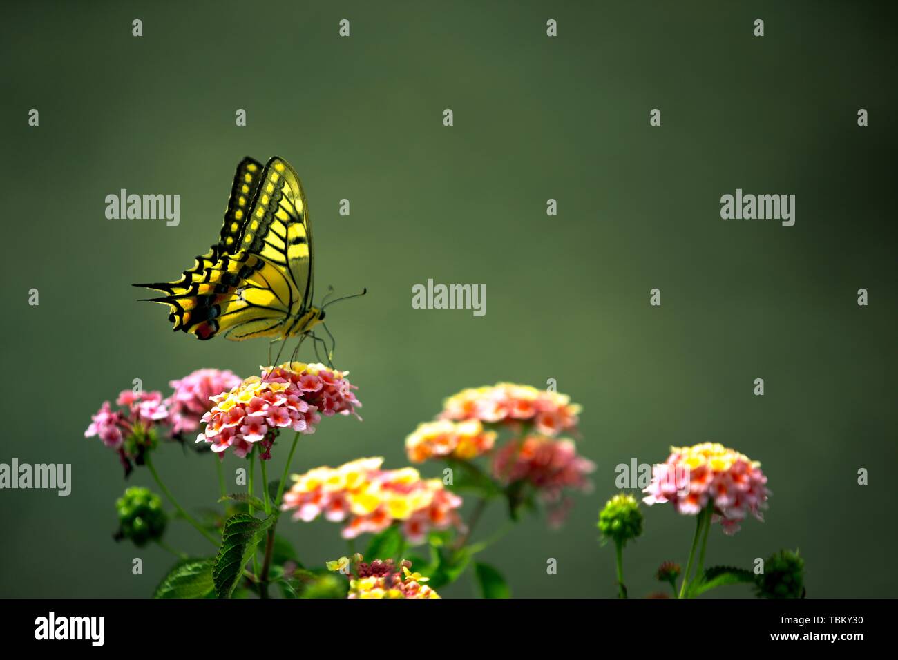 Beautiful butterfly composition hi-res stock photography and images - Alamy