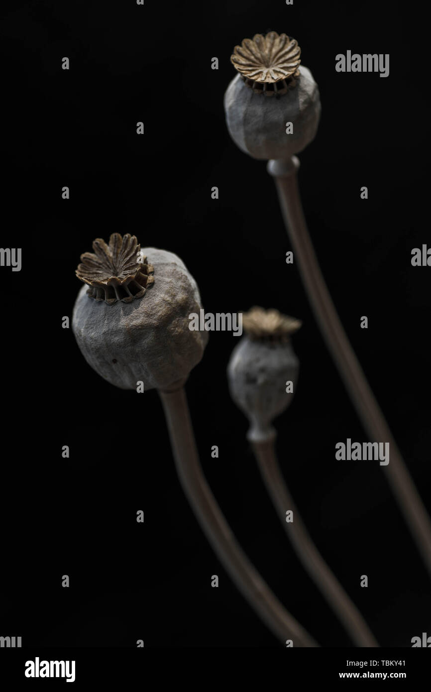 Poppy Fruit High Resolution Stock Photography and Images - Alamy