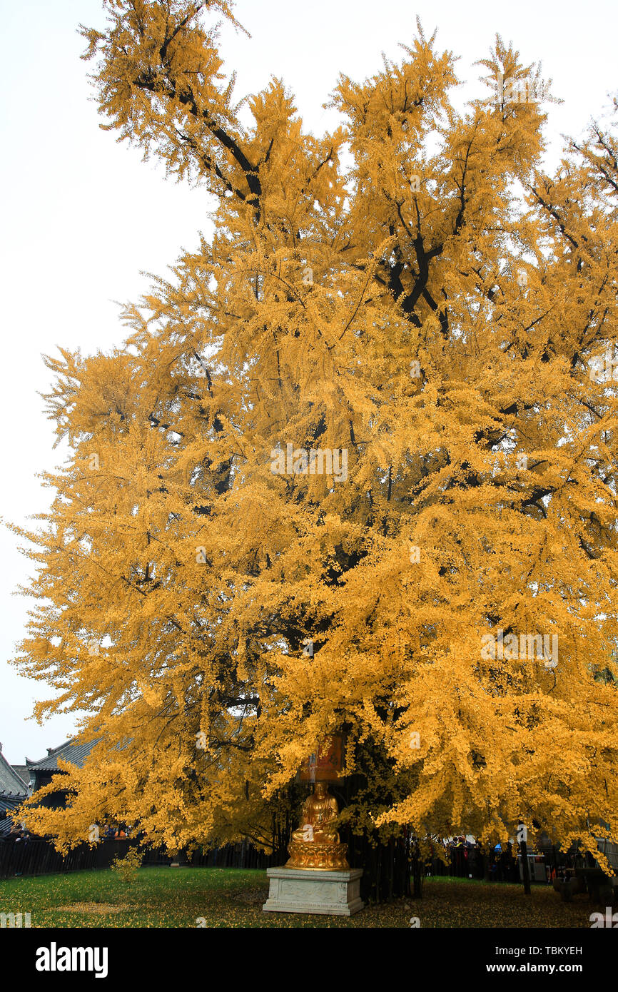Ginkgo biloba ancient construction for thousands of years ancient ...