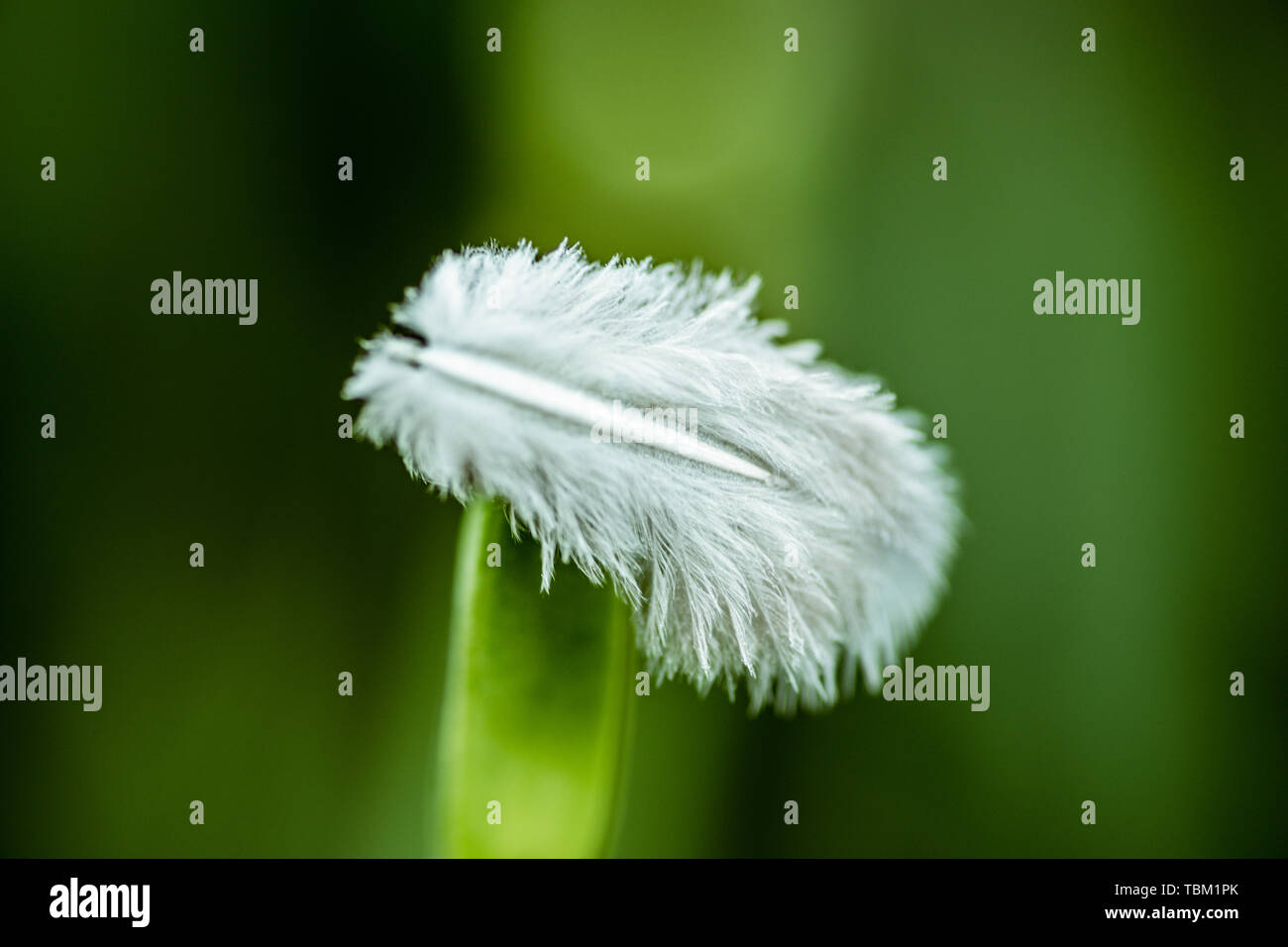 Feather leaves hi-res stock photography and images - Alamy