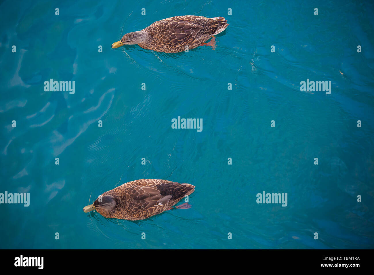 Duck in the water Stock Photo - Alamy