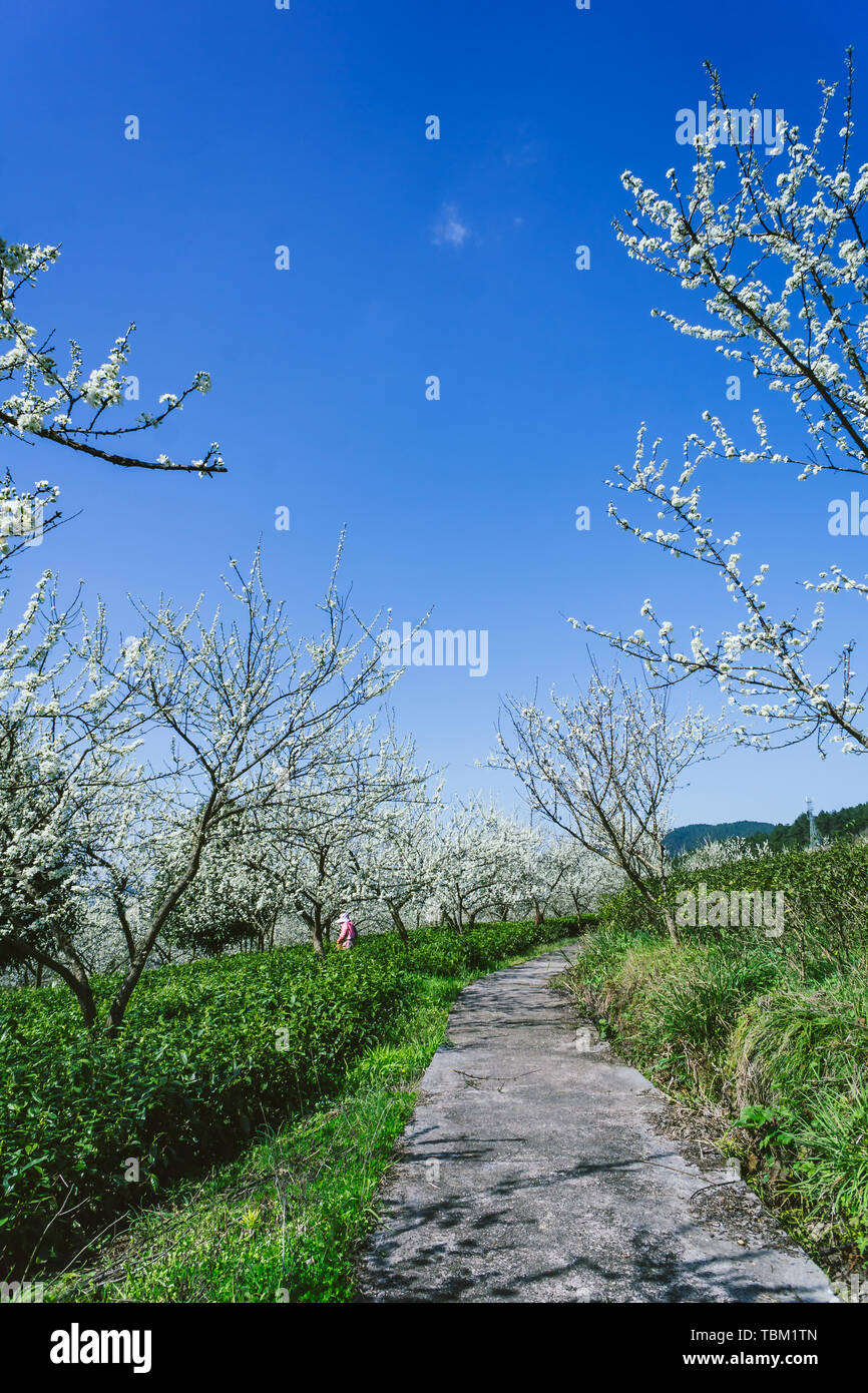 Planting grain and flowers in the countryside season trees hi-res stock ...