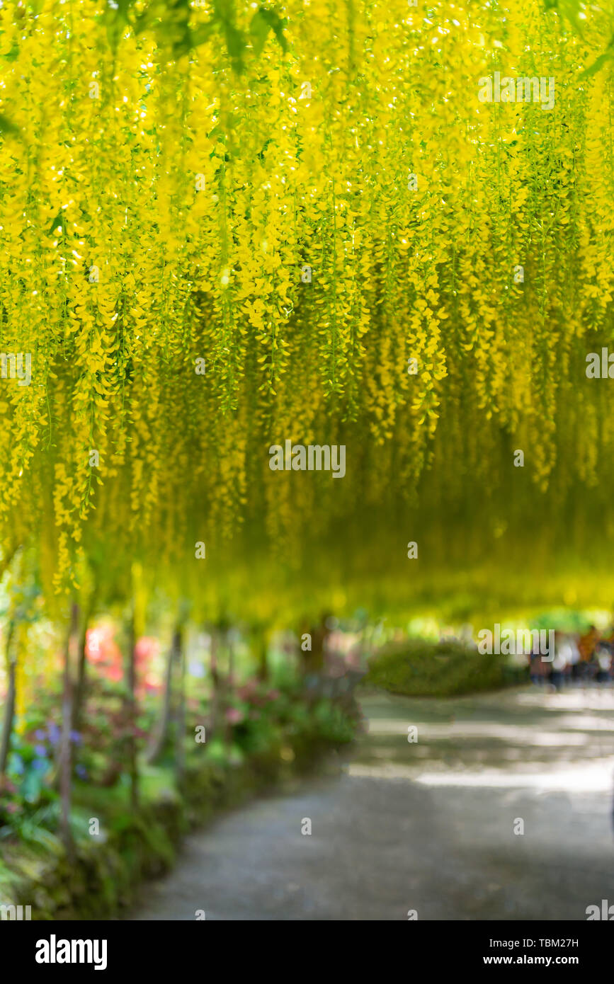 Laburnum Arch High Resolution Stock Photography and Images - Alamy