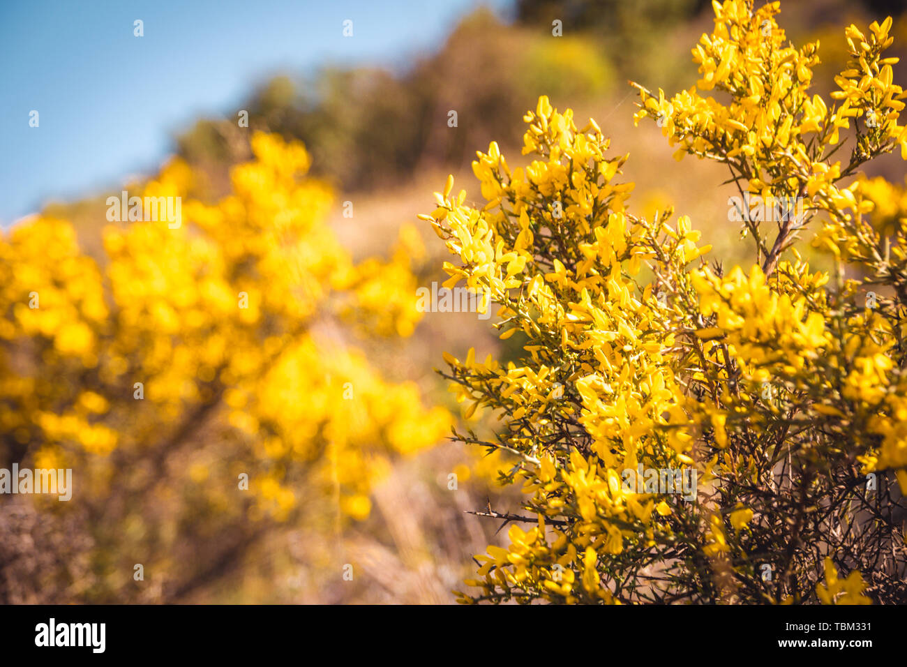 Genista Plant High Resolution Stock Photography and Images - Alamy