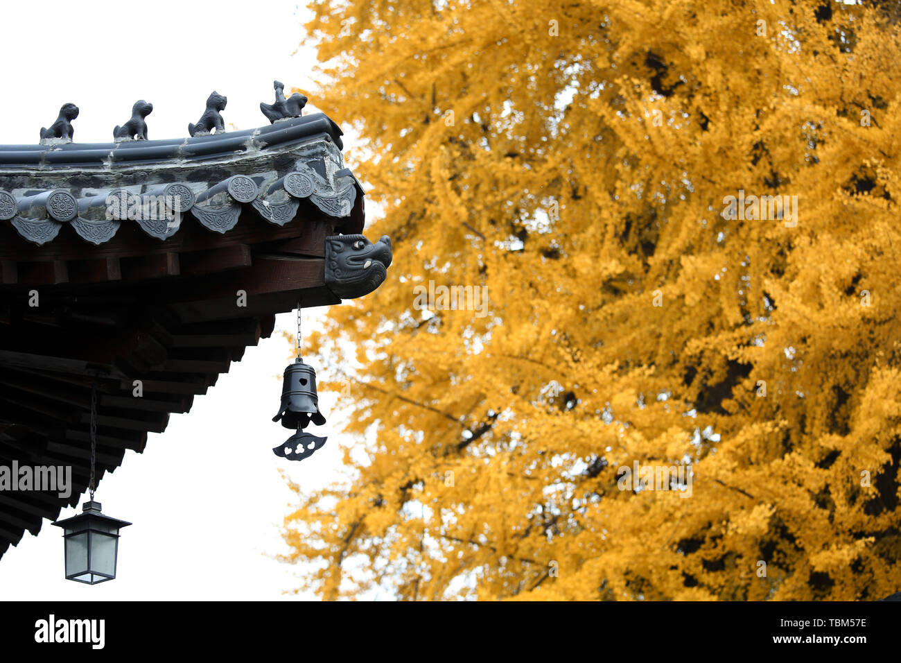Guanyin temple in xi'an hi-res stock photography and images - Alamy