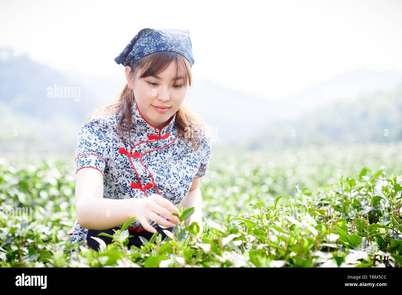 Asian pretty tea - amazing girl in photography Stock Photo - Alamy